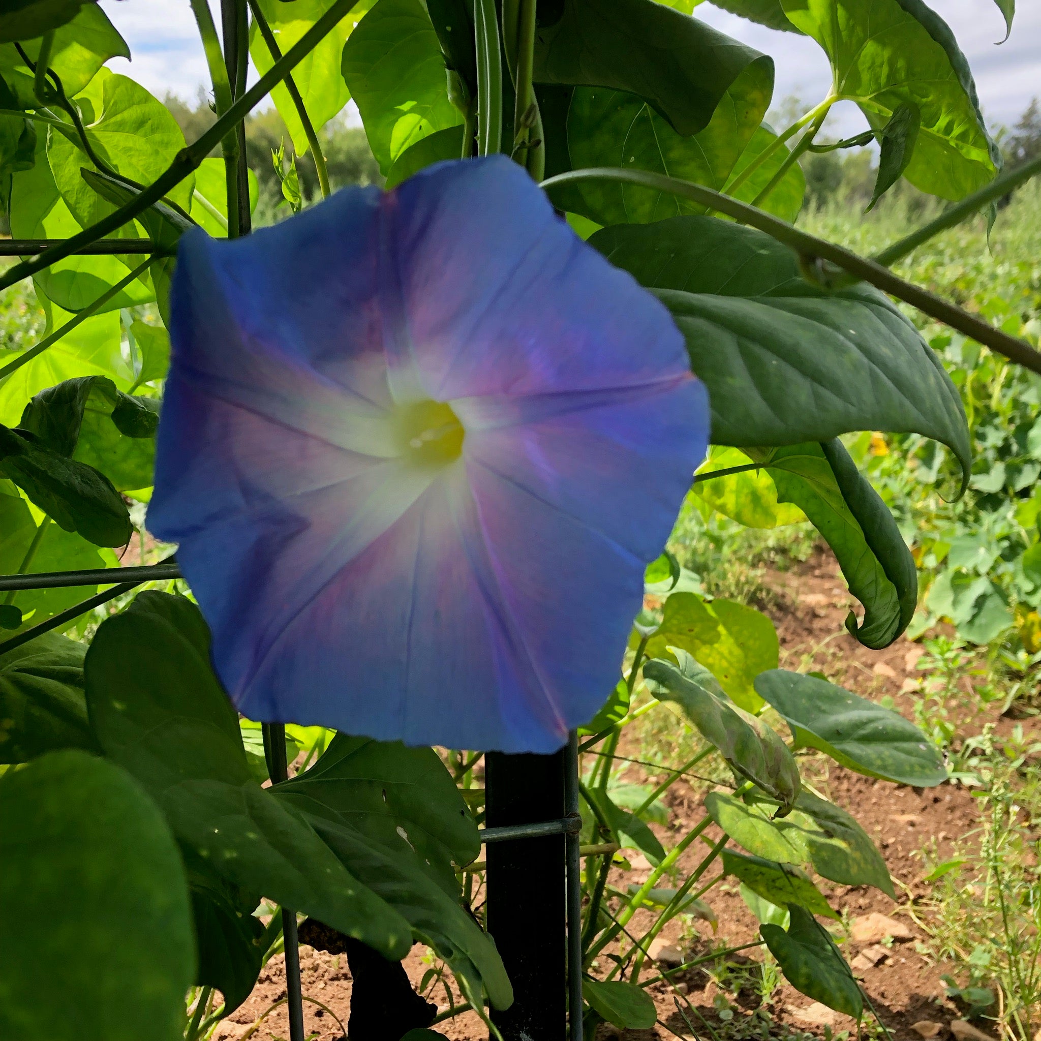 Clarke's Heavenly Blue Morning Glory – Revival Seeds
