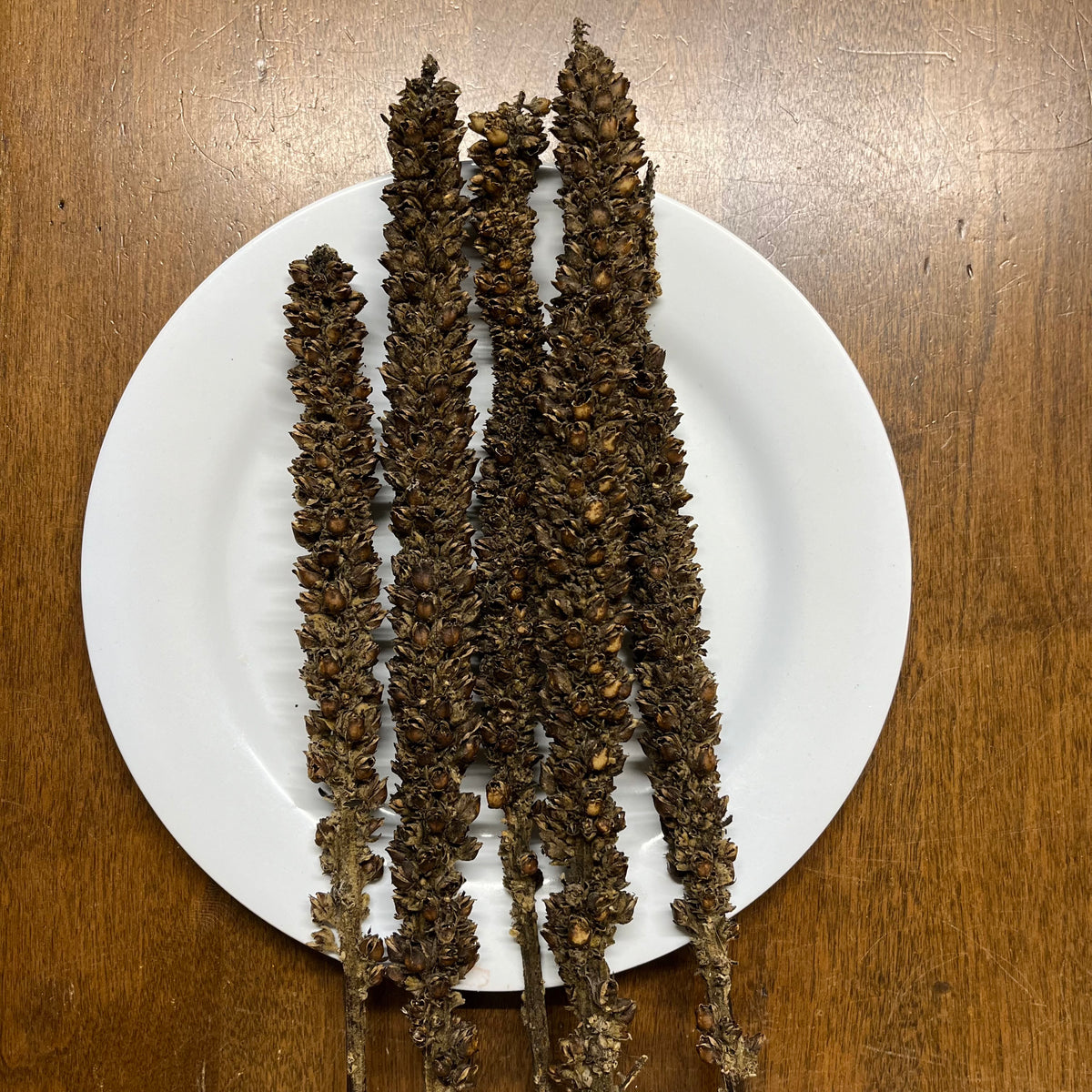 Common Mullein – Revival Seeds