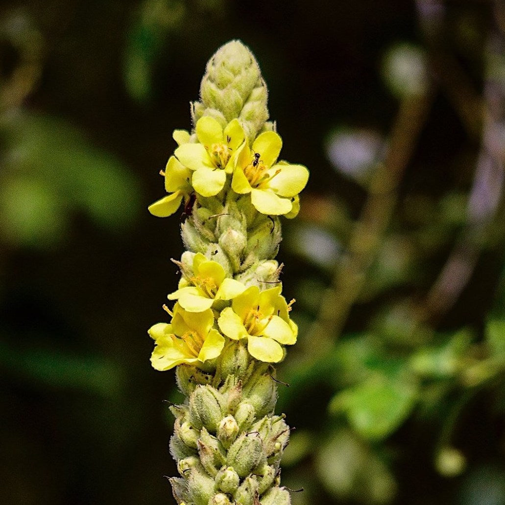 Common Mullein – Revival Seeds