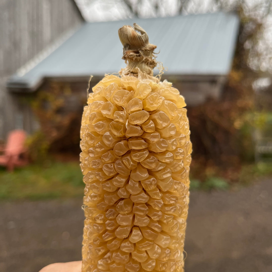 Country Gentleman Sweet Corn – Revival Seeds