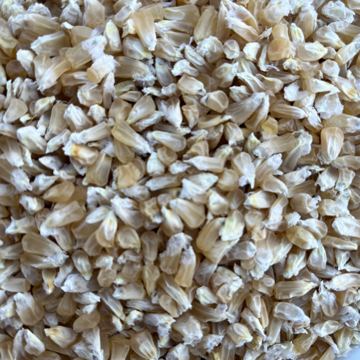 Country Gentleman Corn – Revival Seeds