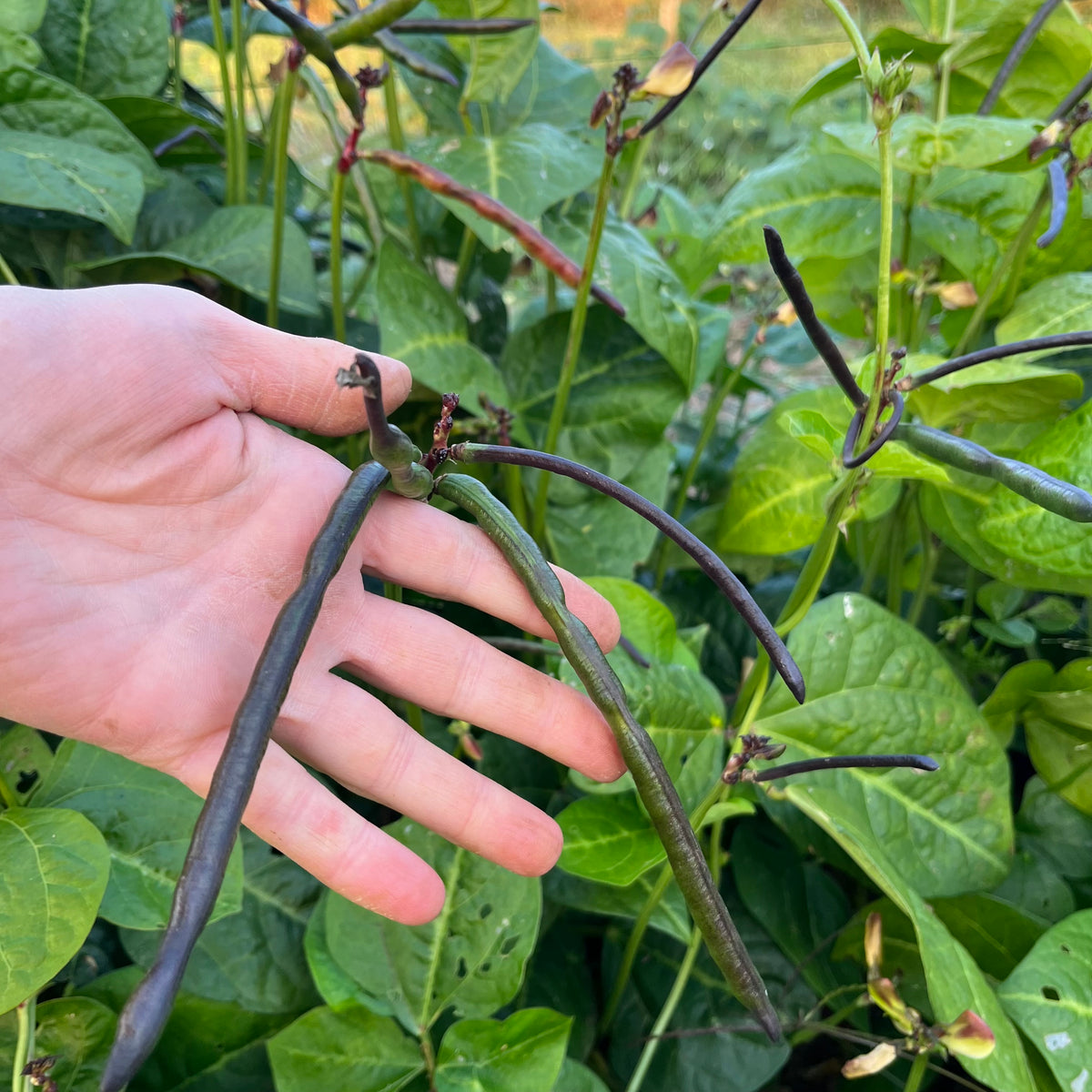 Cowpea of Veneto (Italian) Bush Bean – Revival Seeds