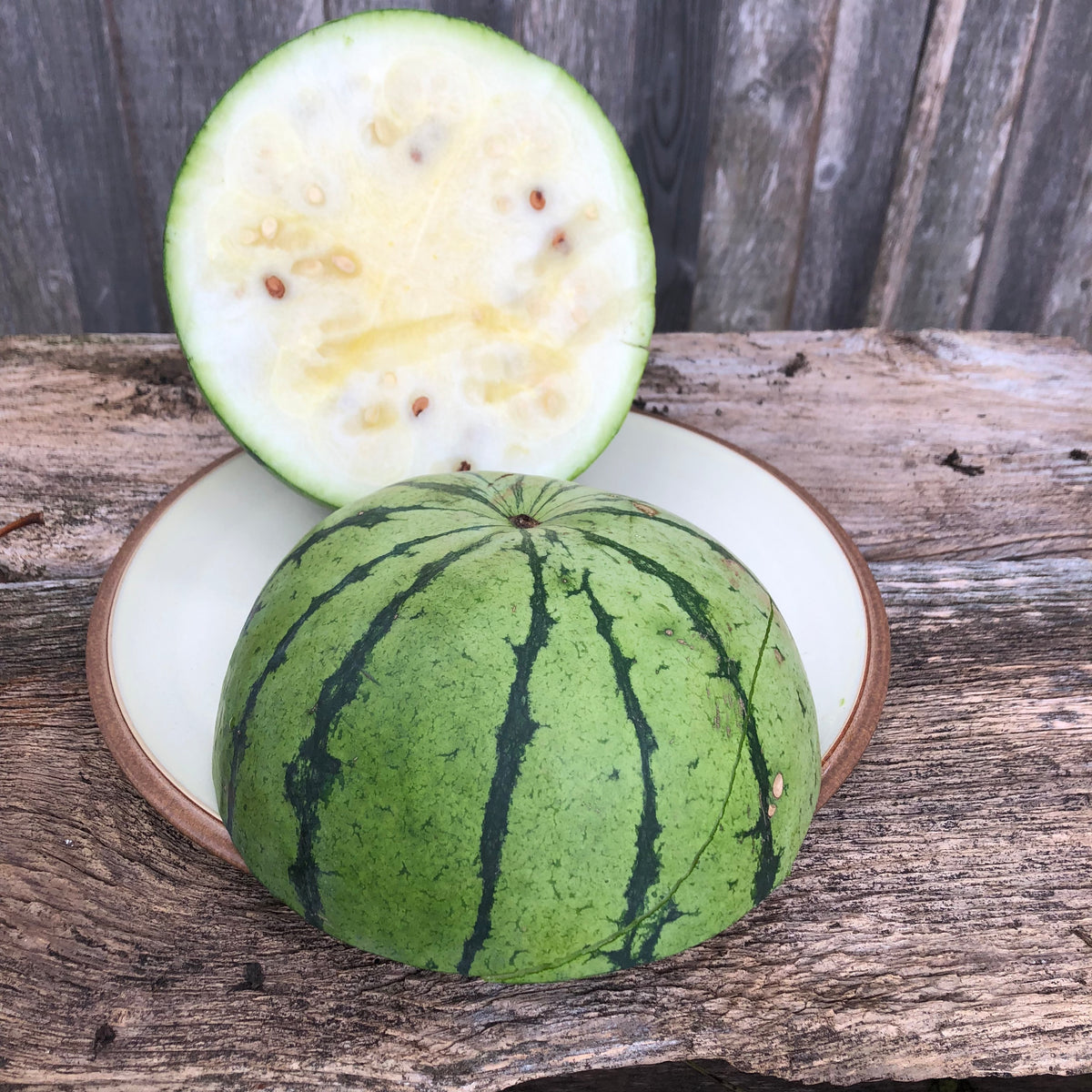 Cream of Saskatchewan Watermelon – Revival Seeds