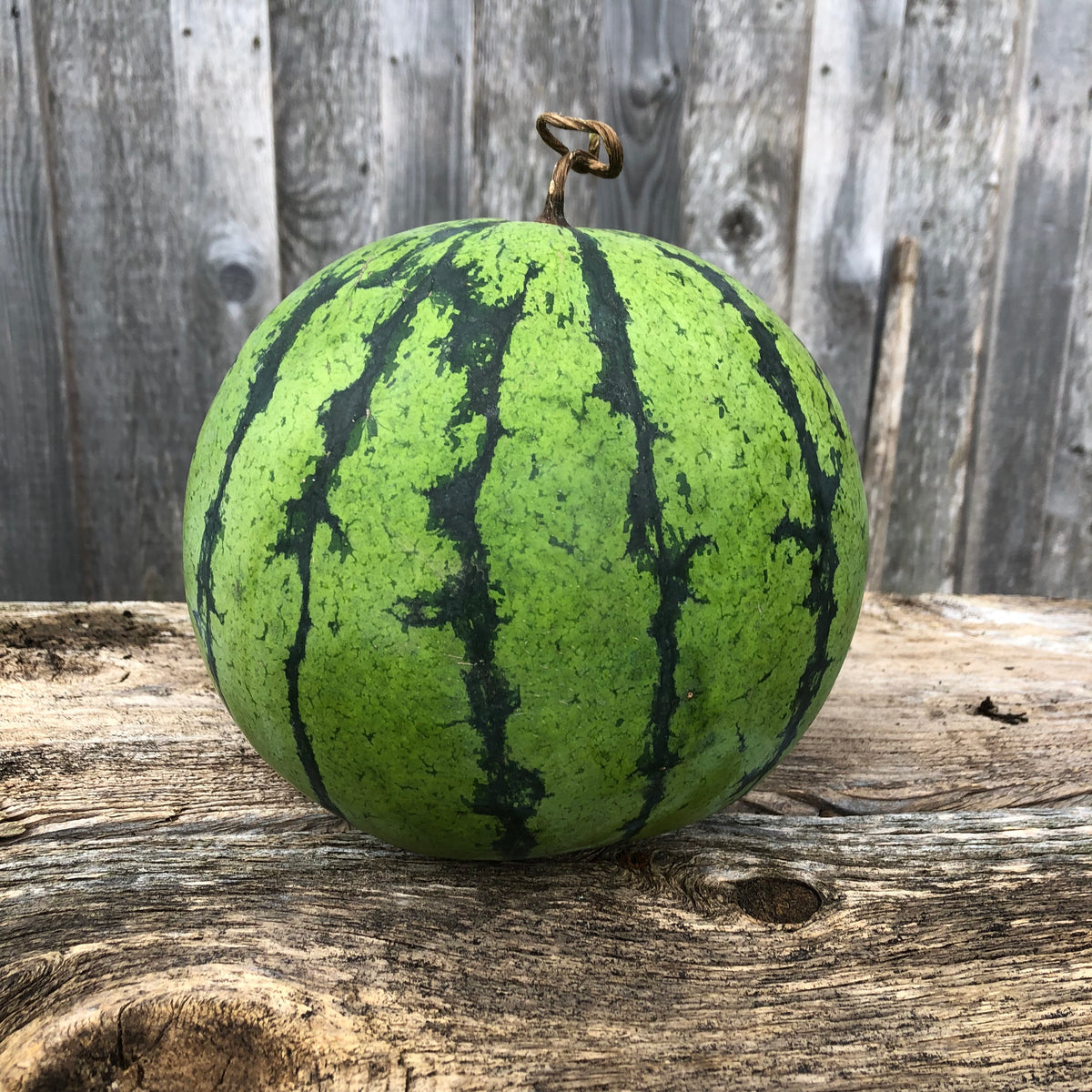 Cream of Saskatchewan Watermelon – Revival Seeds