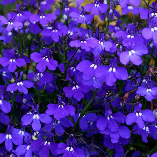 Crystal Palace Lobelia – Revival Seeds