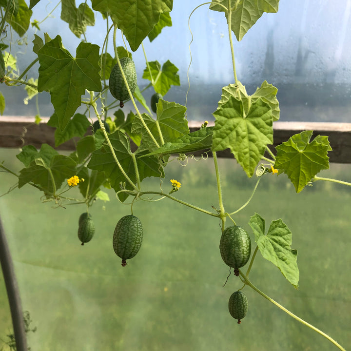 Cucamelon (Mouse Melon) – Revival Seeds