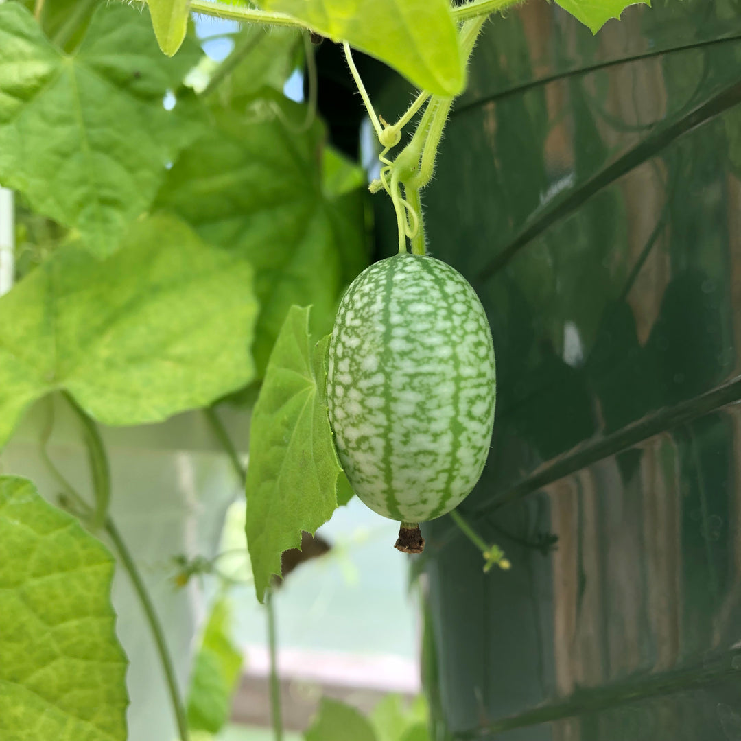 Cucamelon (Mouse Melon) – Revival Seeds