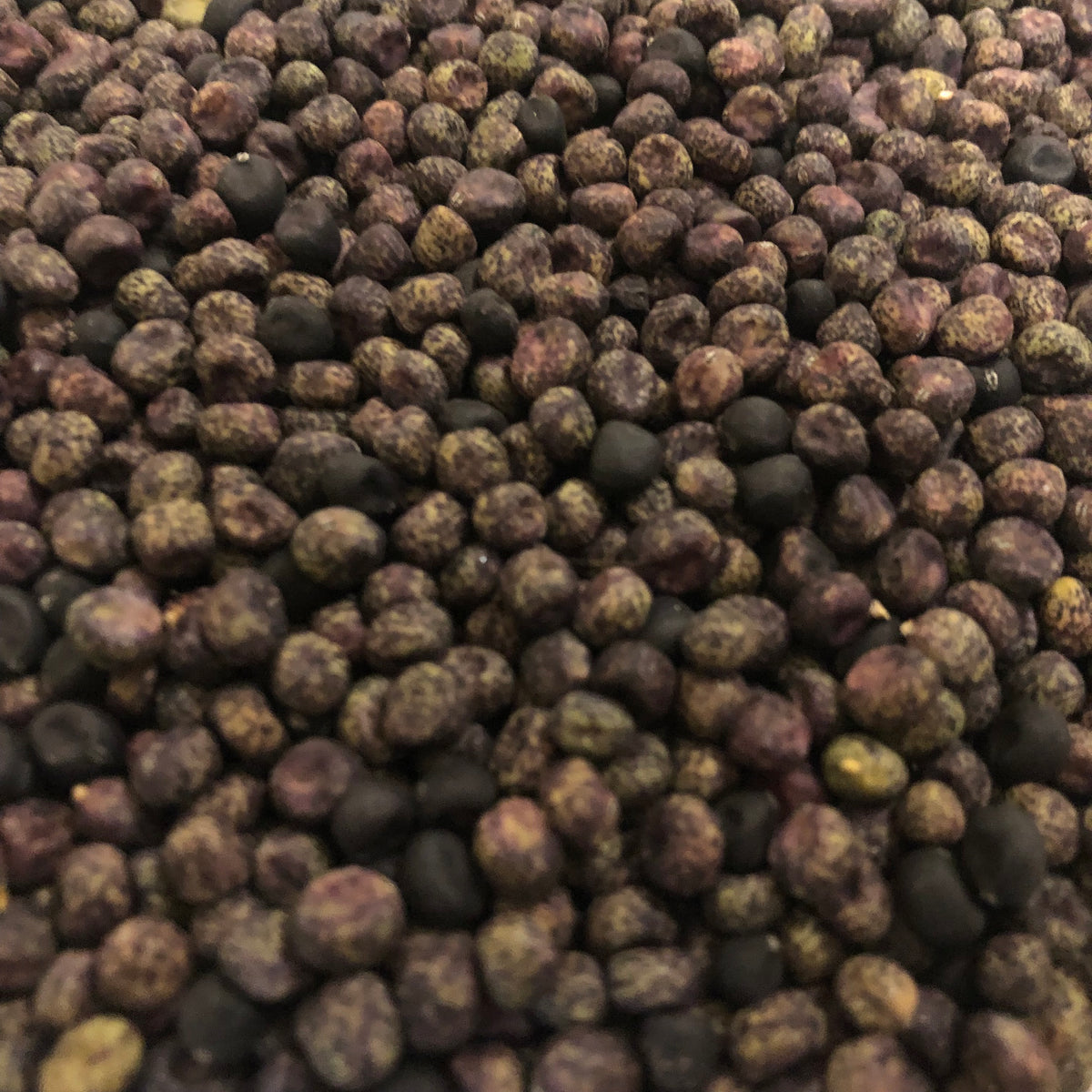 Dead Viking Pea – Revival Seeds