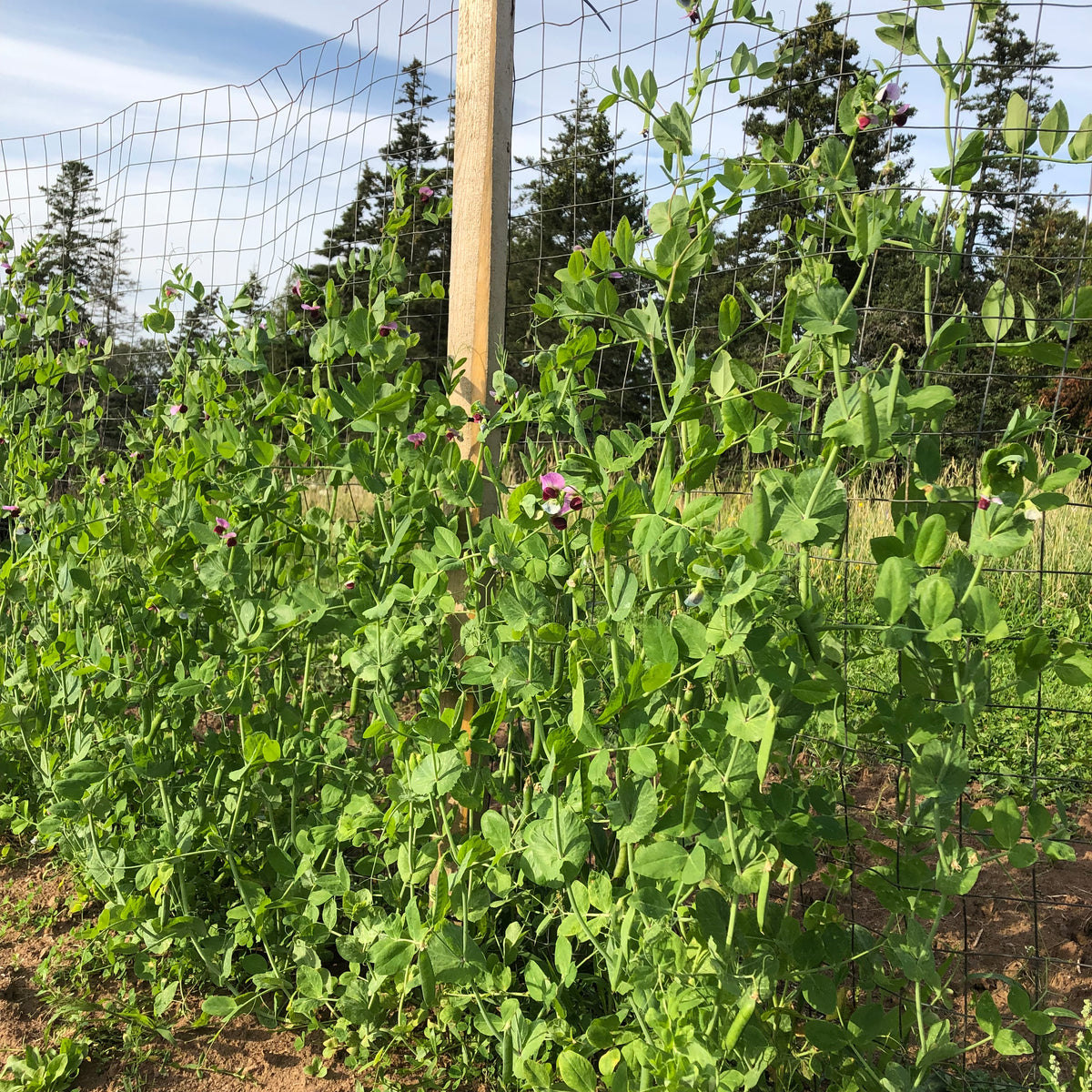 Dead Viking Pea – Revival Seeds