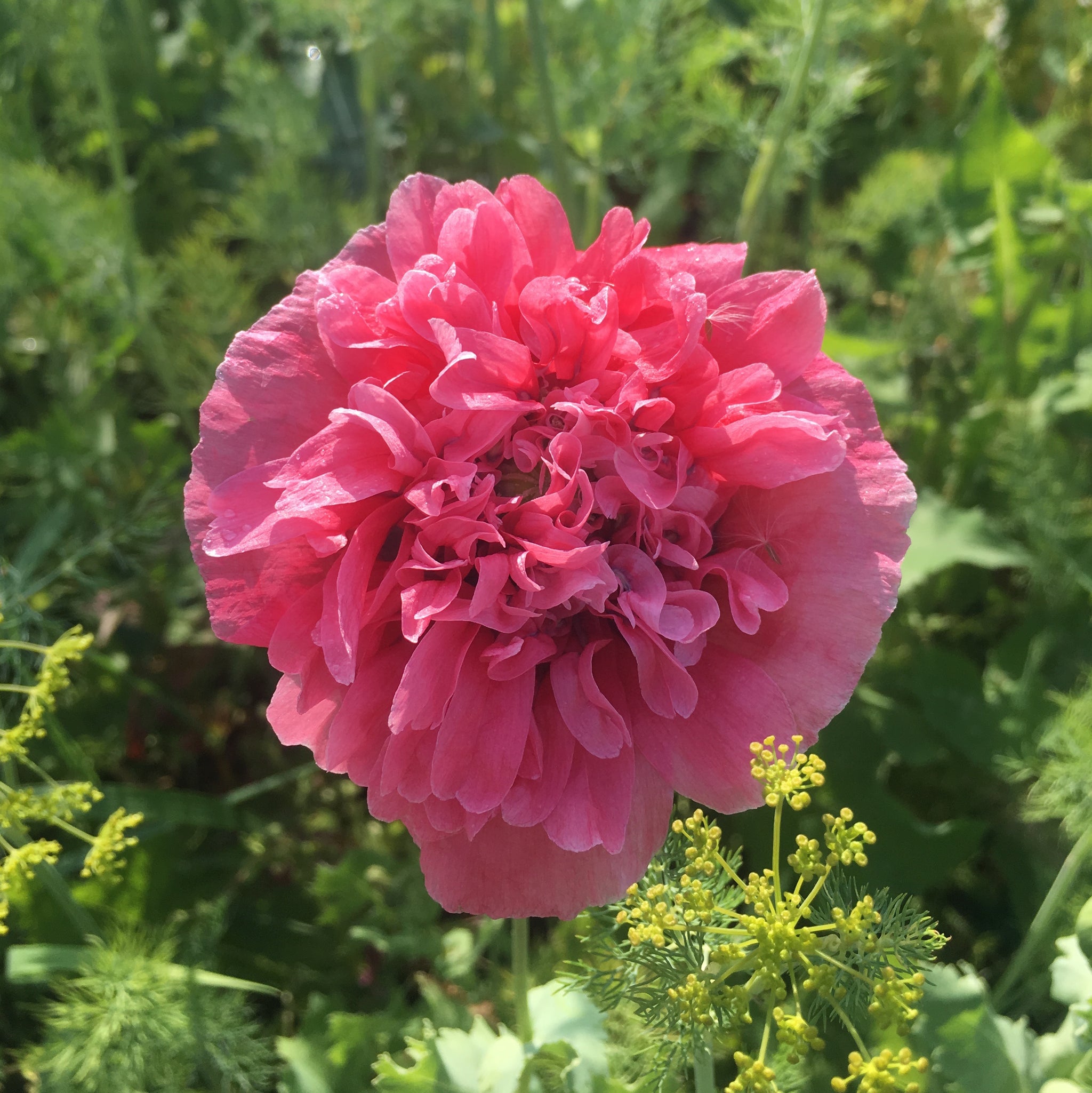 Delusion Double Pink Poppy – Revival Seeds