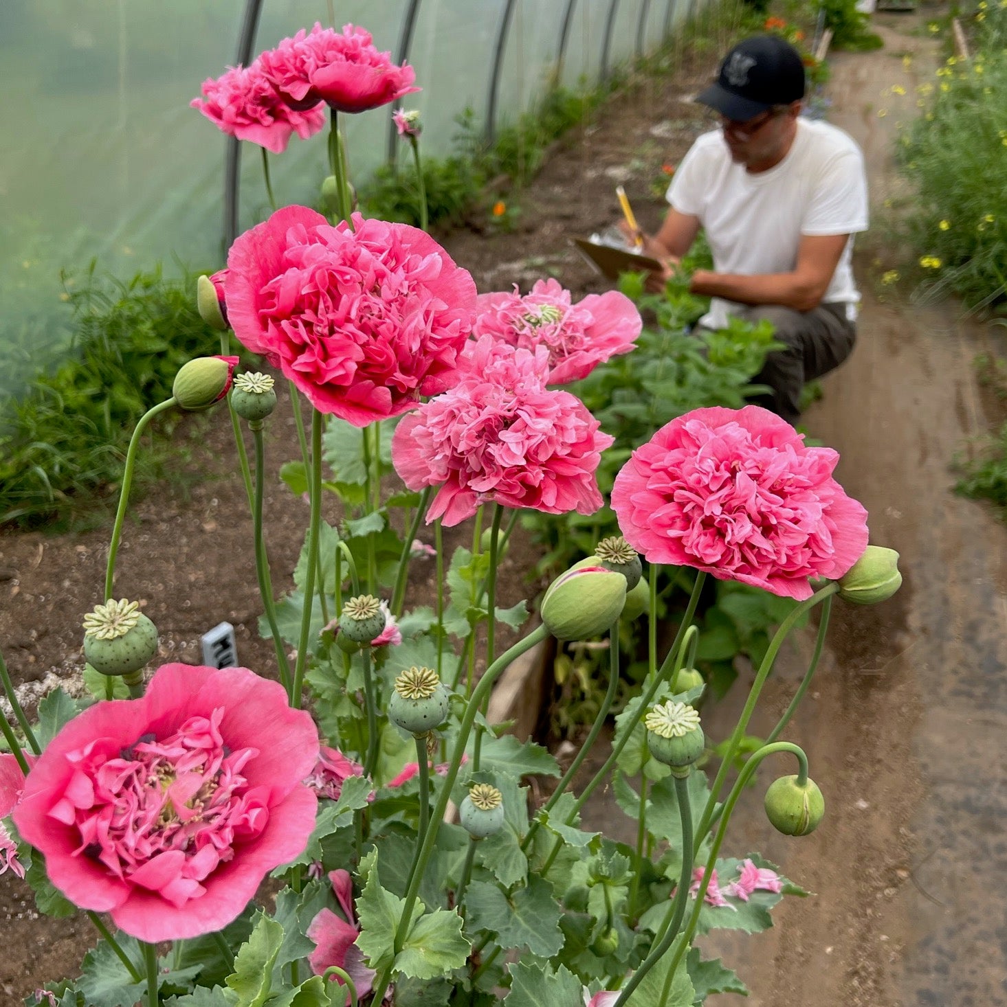 Delusion Double Pink Poppy – Revival Seeds
