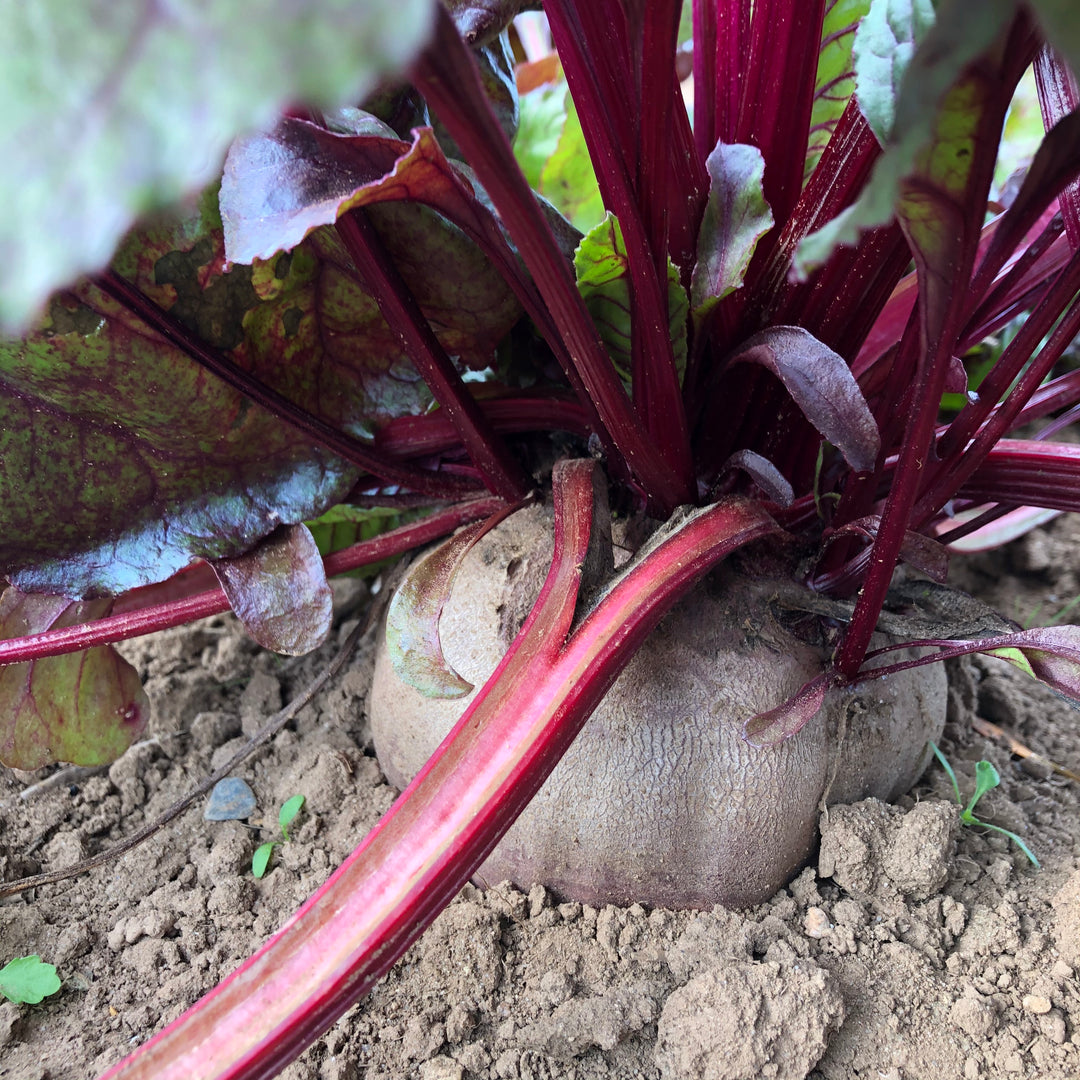 Detroit Dark Red Beet – Revival Seeds