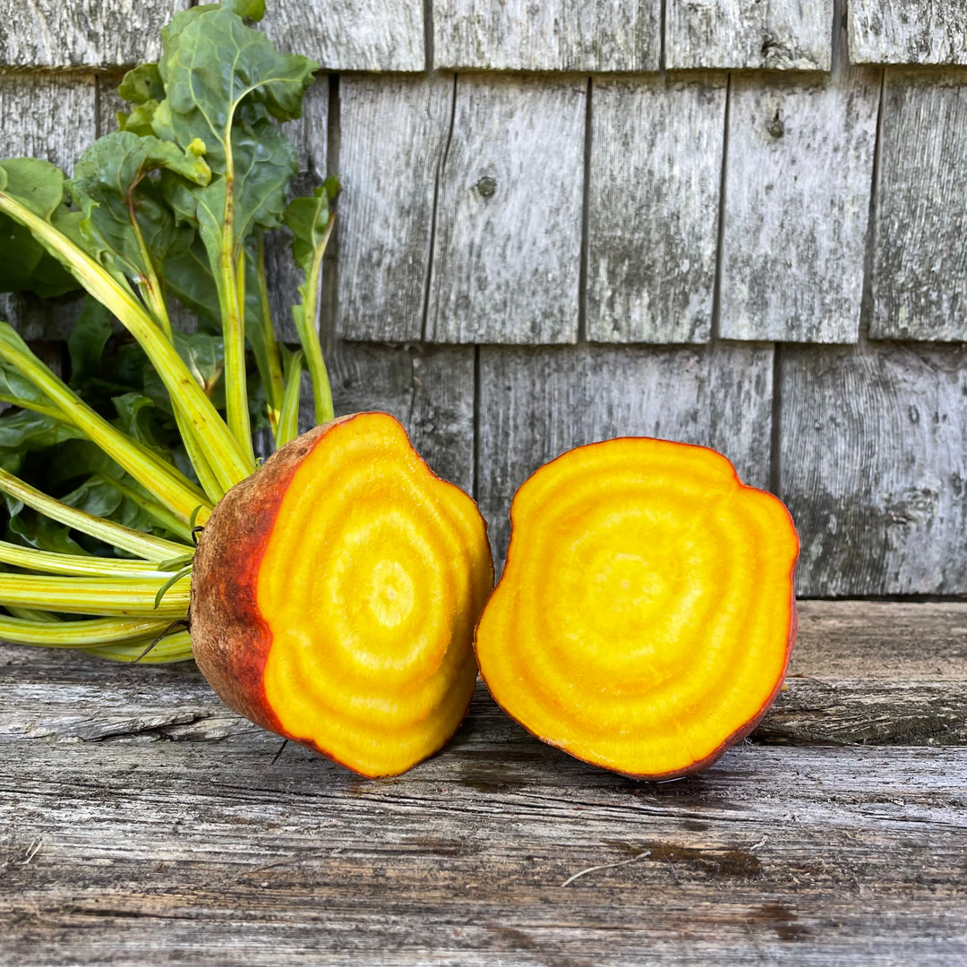 Golden Detroit Beet – Revival Seeds