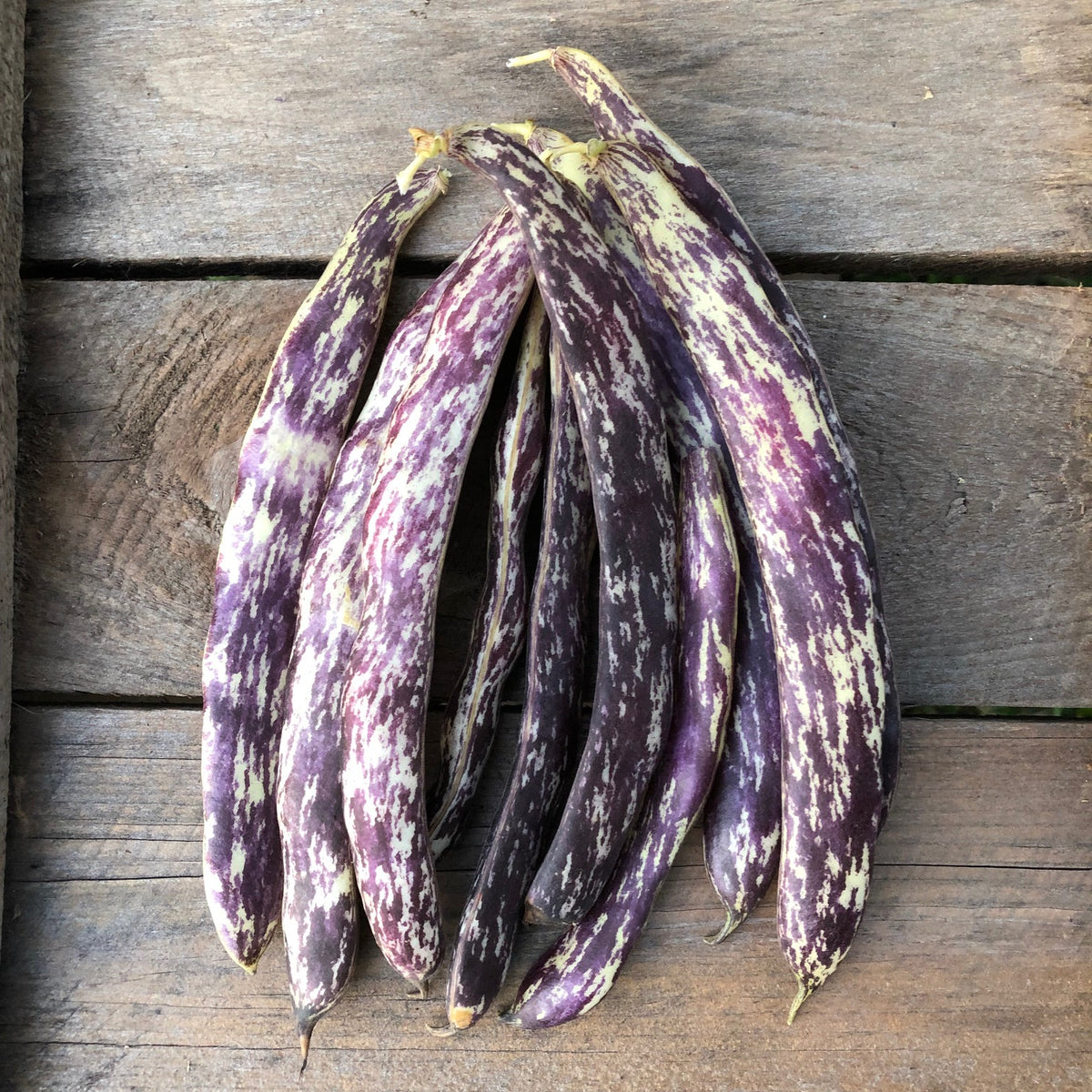 Dragon Tongue Bush Bean – Revival Seeds