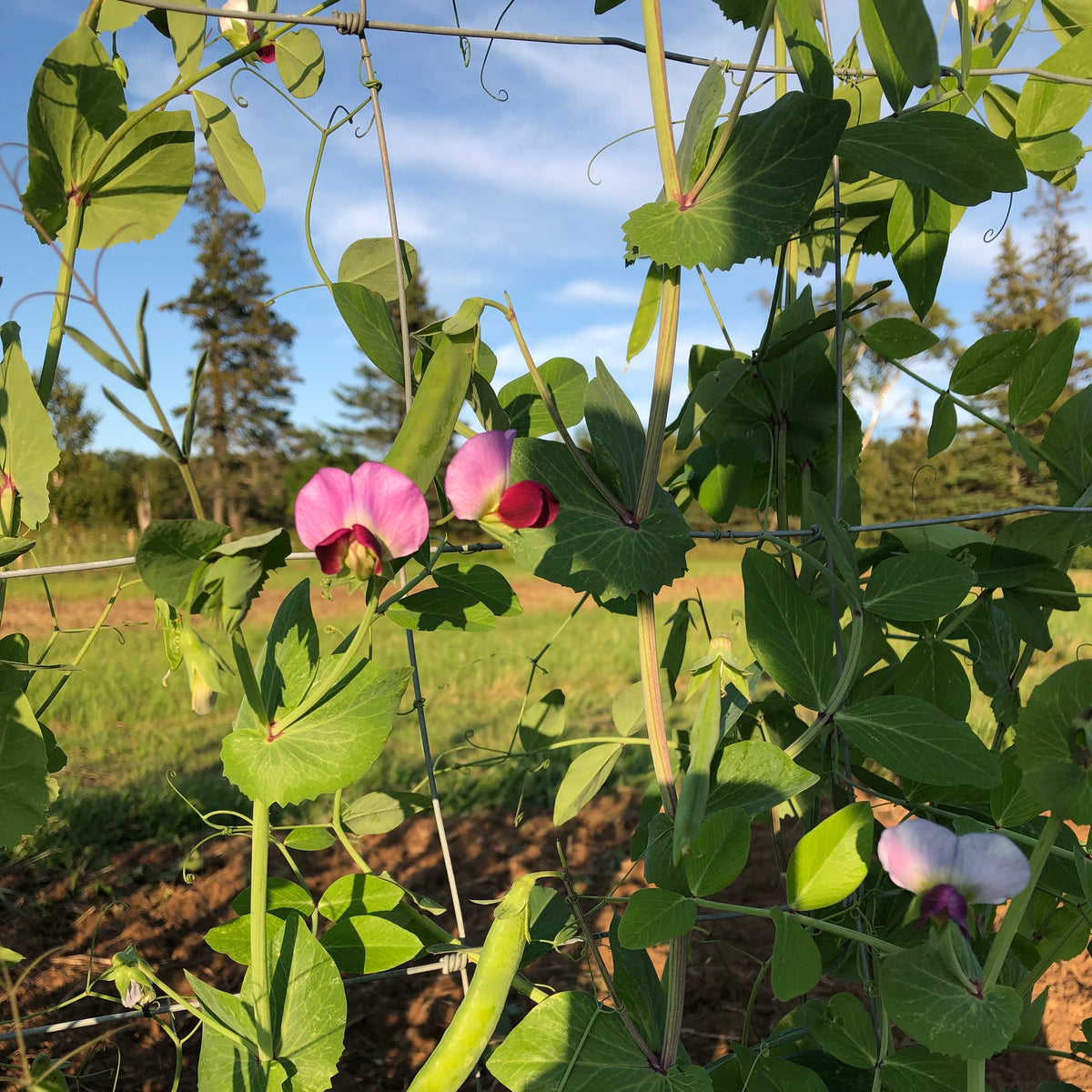 Dwarf Grey Sugar Pea – Revival Seeds