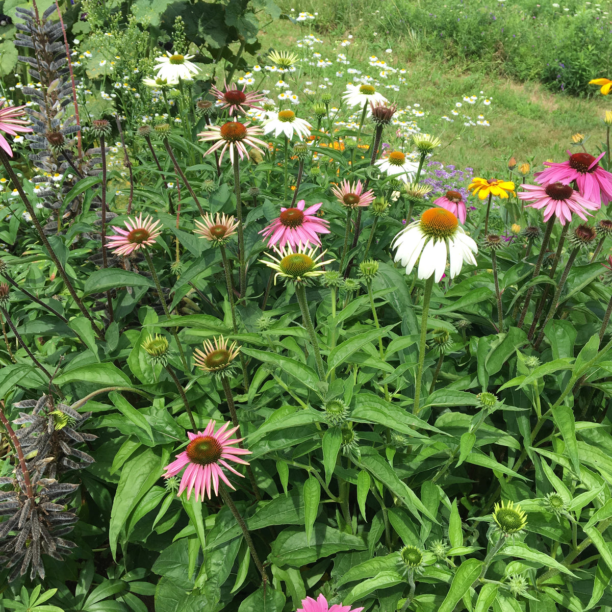 Elsie's Echinacea Mix – Revival Seeds