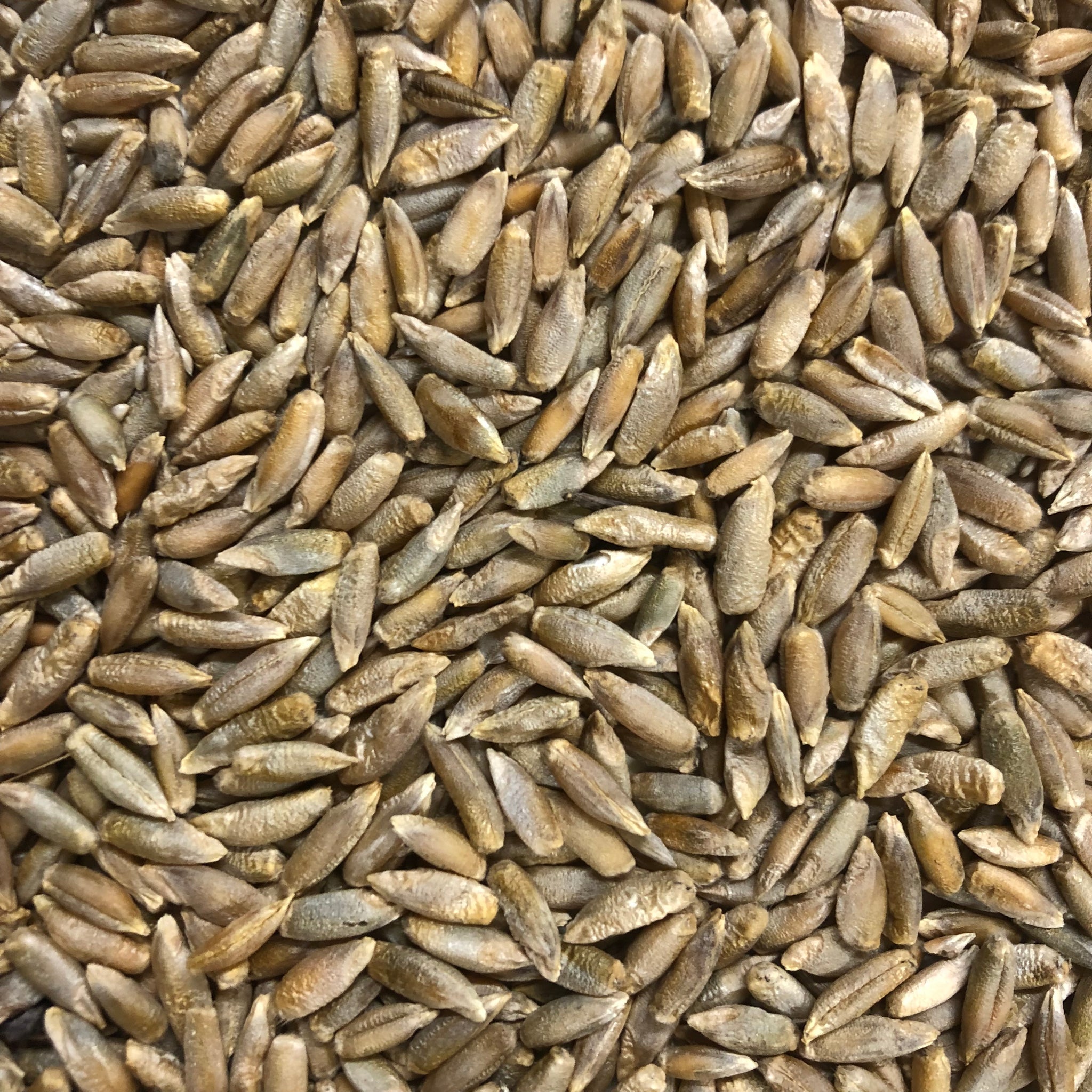 Fall Rye – Revival Seeds