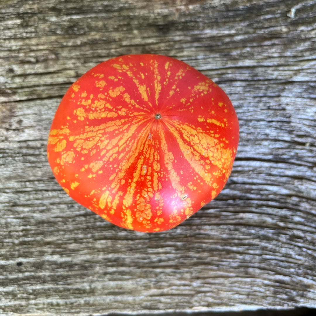 Feurerwerk Tomato – Revival Seeds