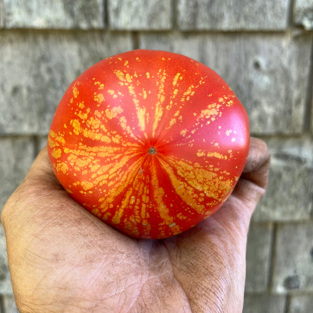 Feurerwerk Tomato – Revival Seeds