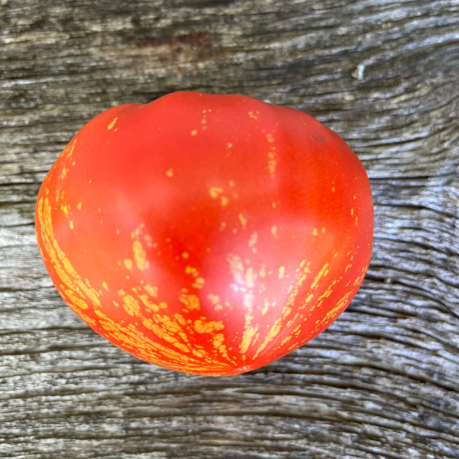 Feurerwerk Tomato – Revival Seeds