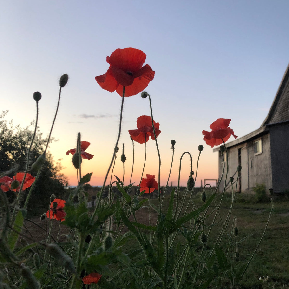 Flanders Red Poppy – Revival Seeds