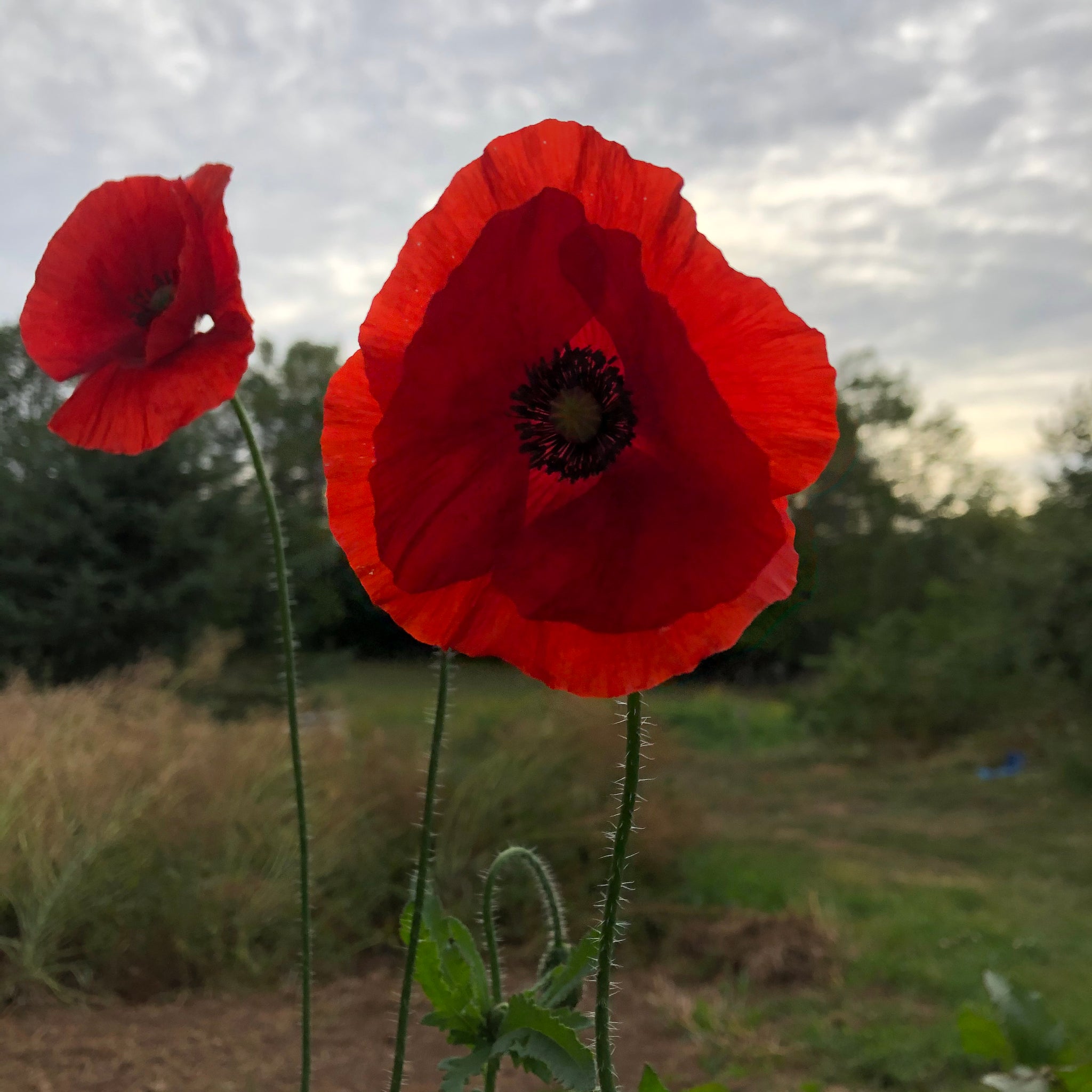 Flanders Red Poppy – Revival Seeds