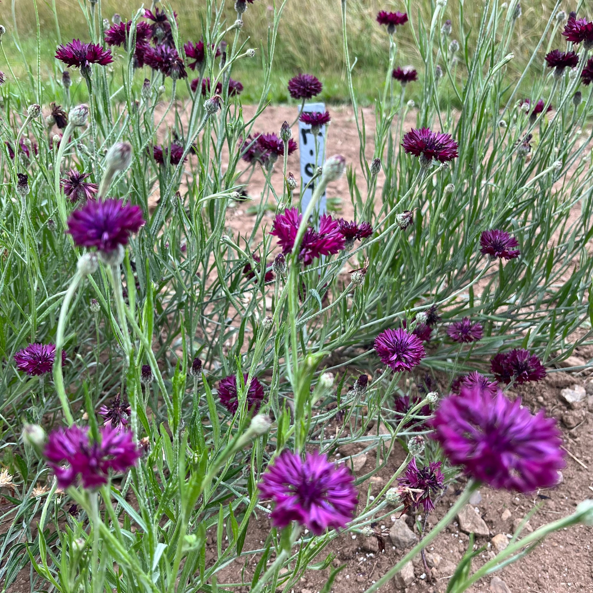 Garnet Boy Bachelor's Button – Revival Seeds