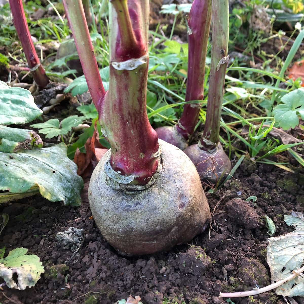 German Giant Radish (Stuttgart Red) – Revival Seeds