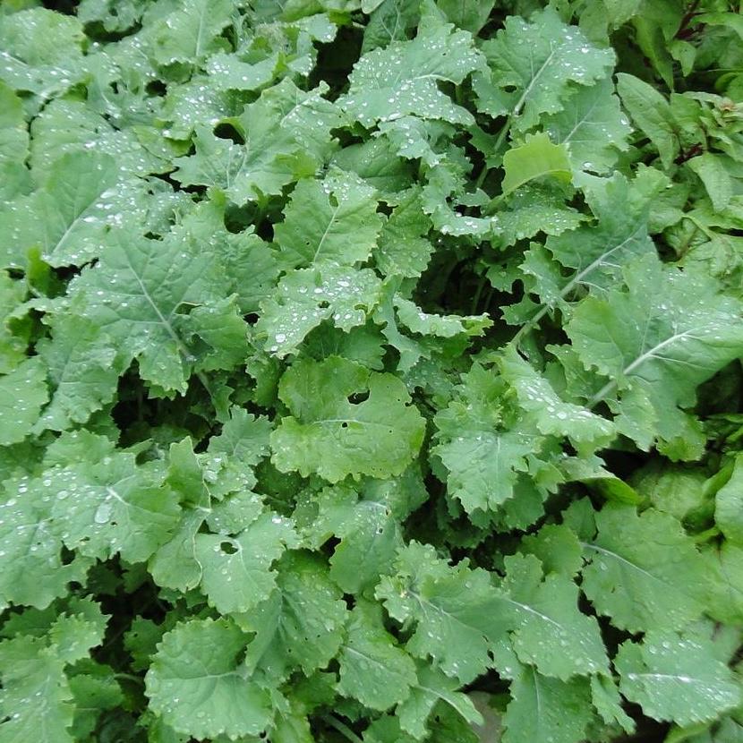 Smooth German Kale – Revival Seeds