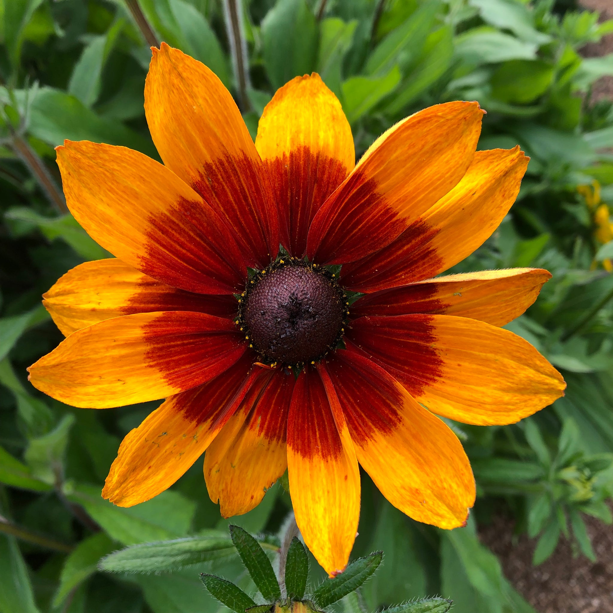 Gloriosa Daisy – Revival Seeds