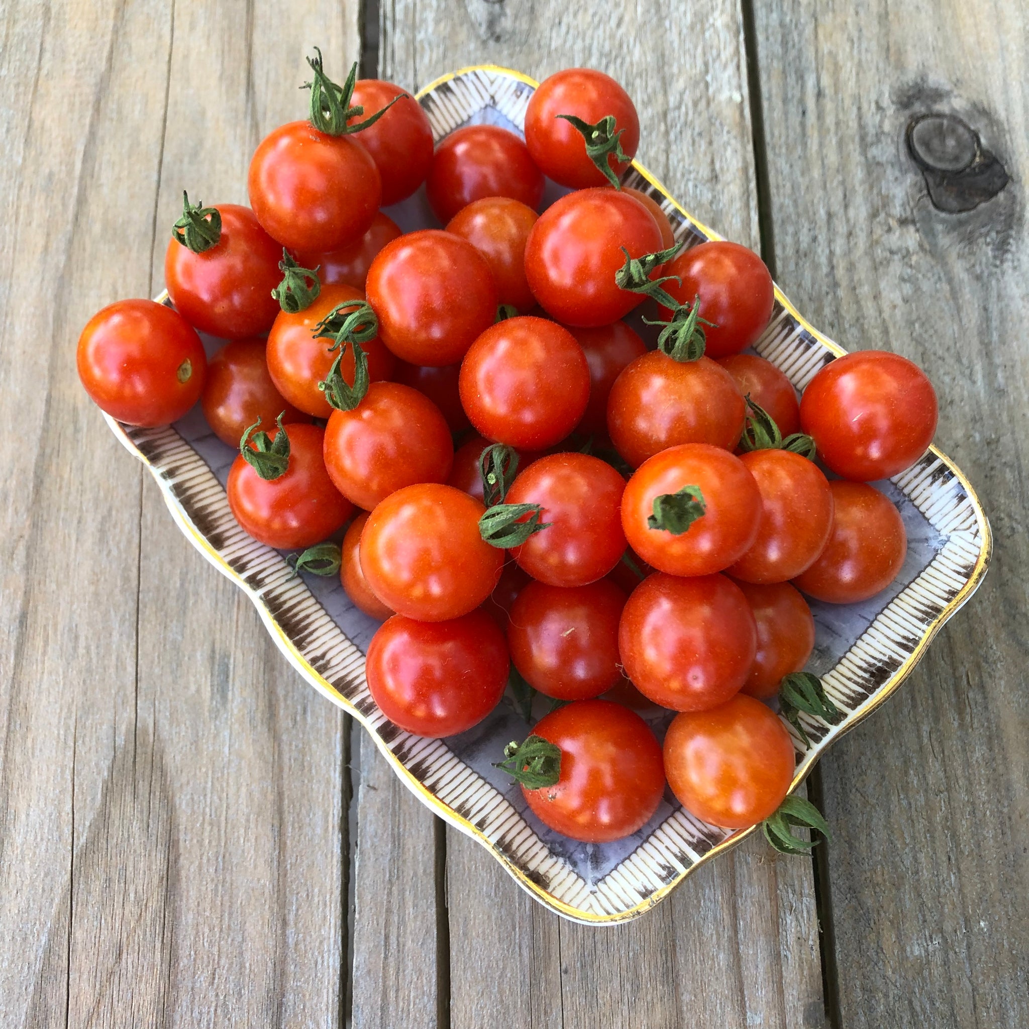 Gray's Sweet Cherry Tomato – Revival Seeds