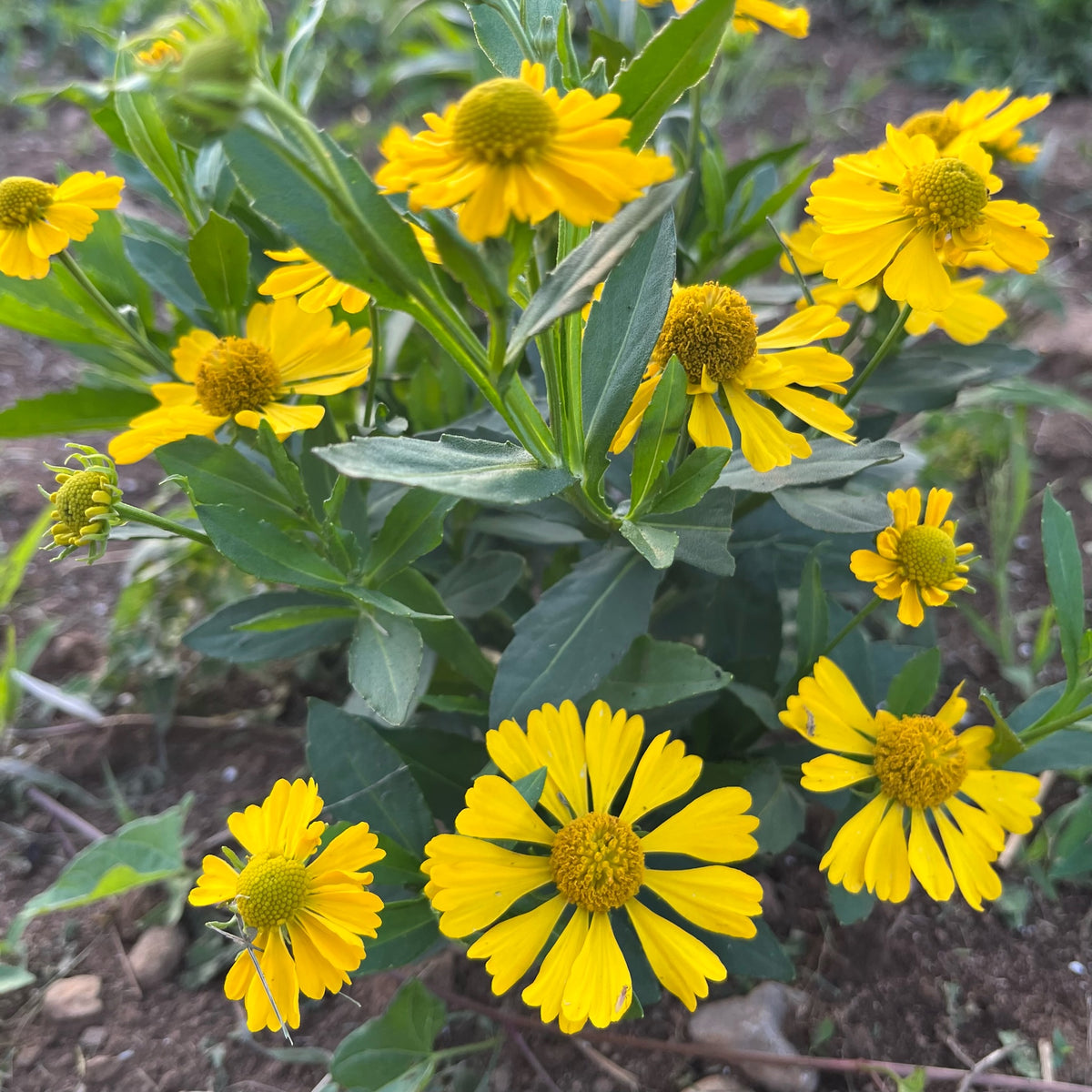 Helenium – Revival Seeds
