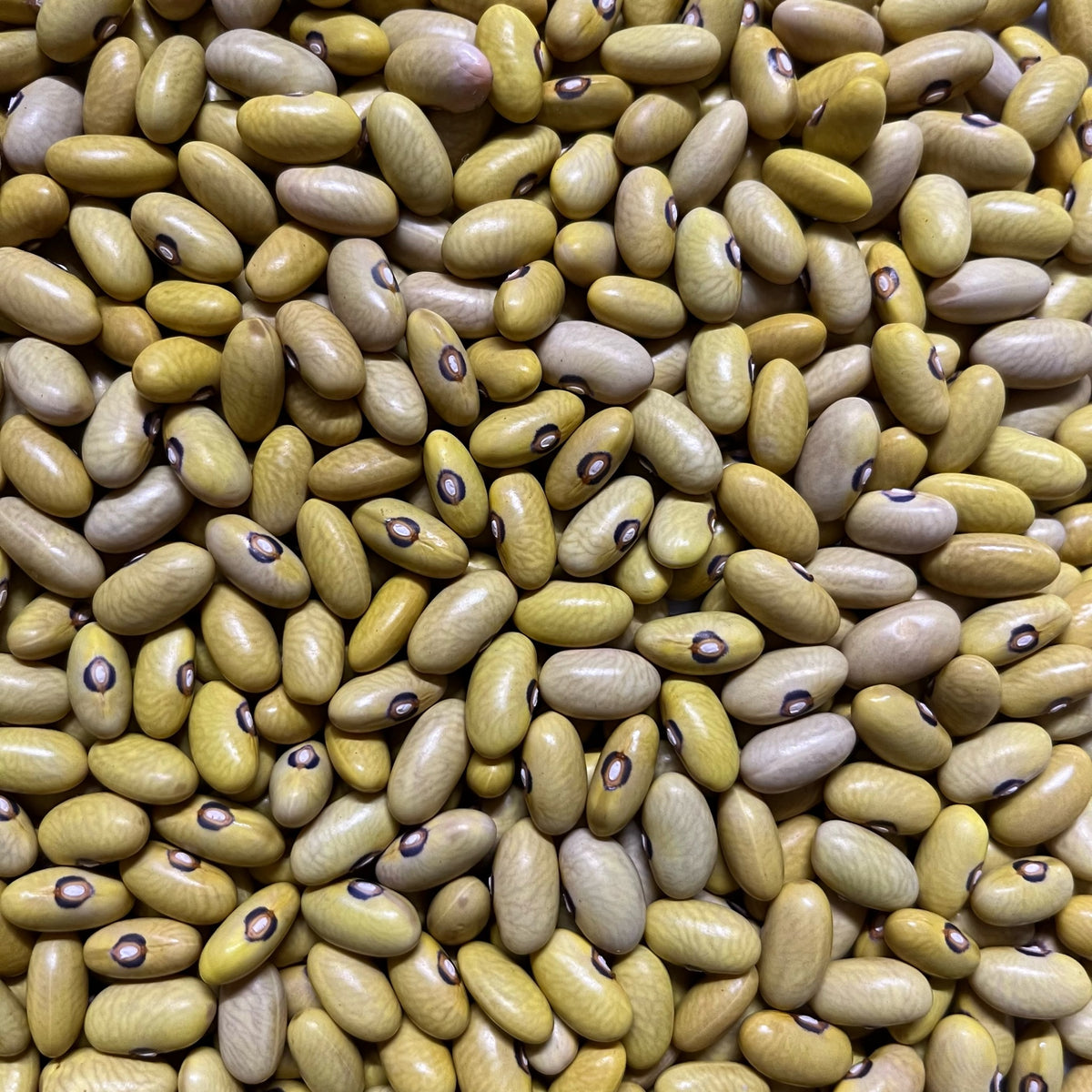 Heritage Dore Pole Bean – Revival Seeds