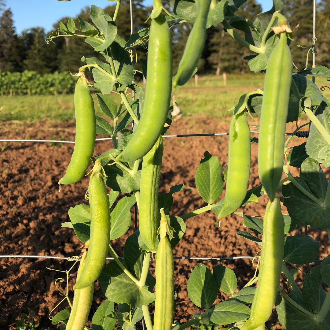 Homesteader Pea – Revival Seeds
