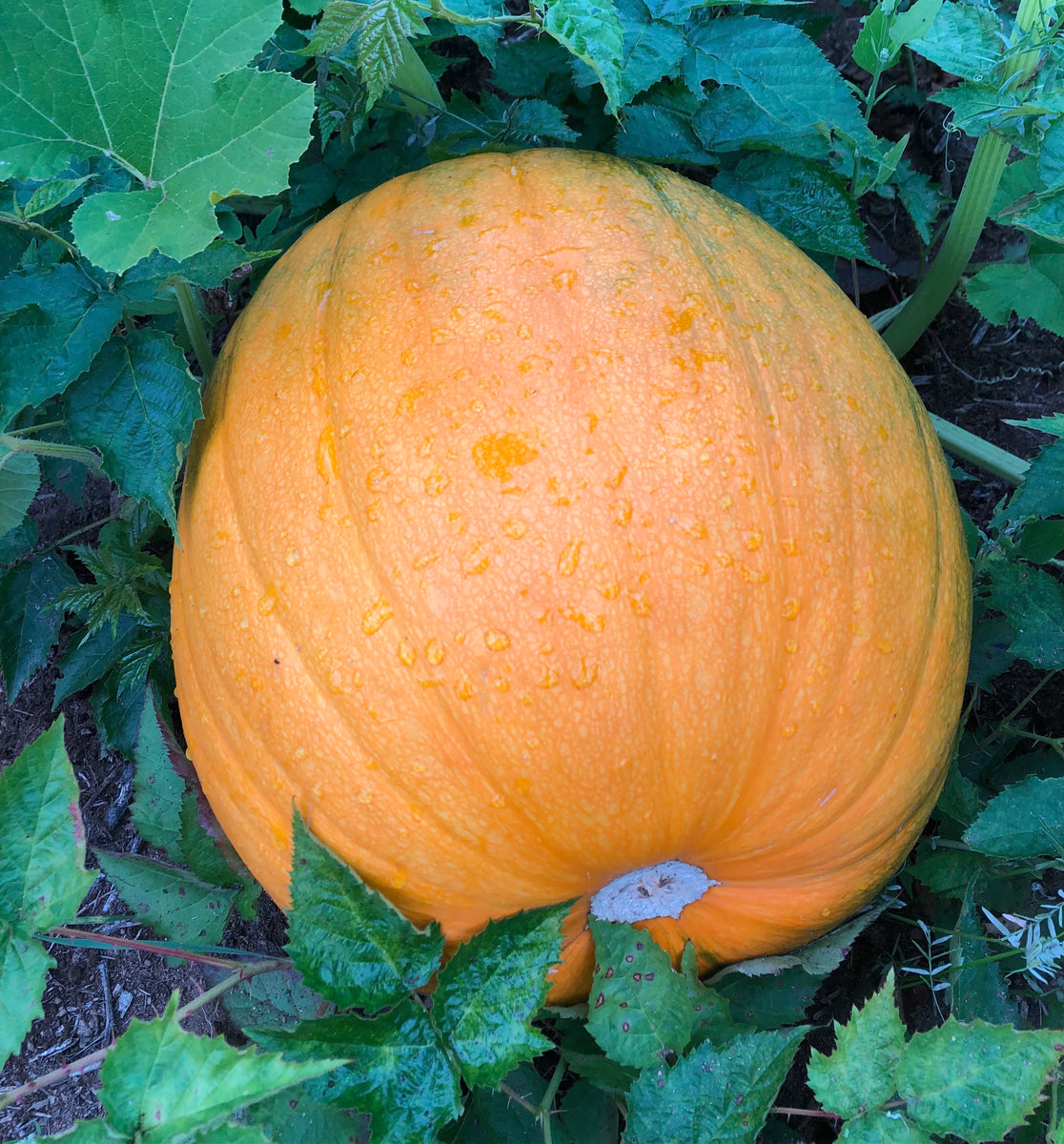 Howden Pumpkin – Revival Seeds