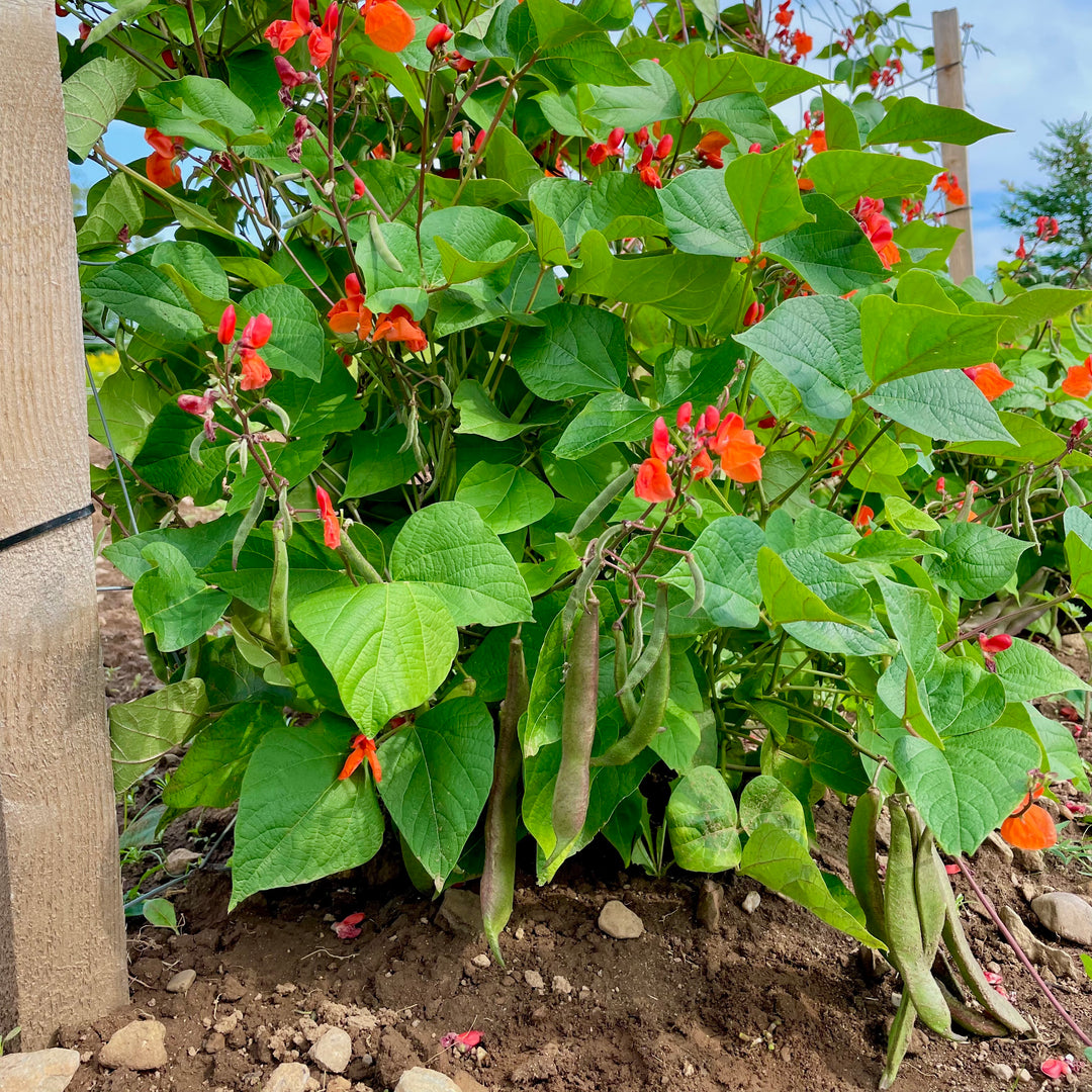 Black Coat Runner Bean – Revival Seeds