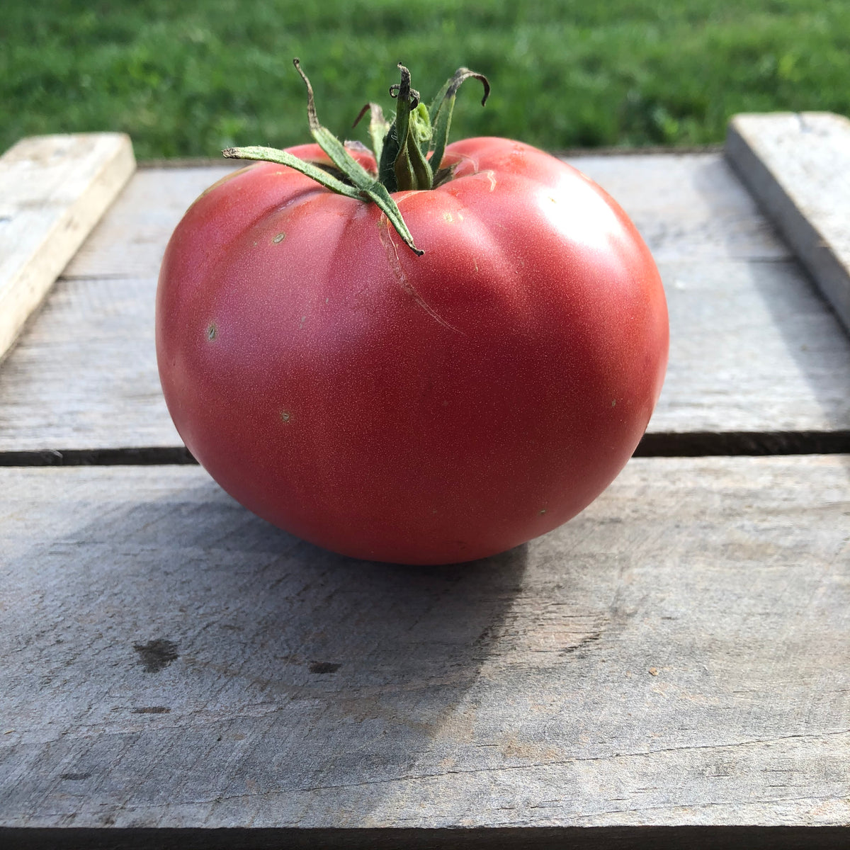 Sam Hiebert Mennonite Tomato – Revival Seeds