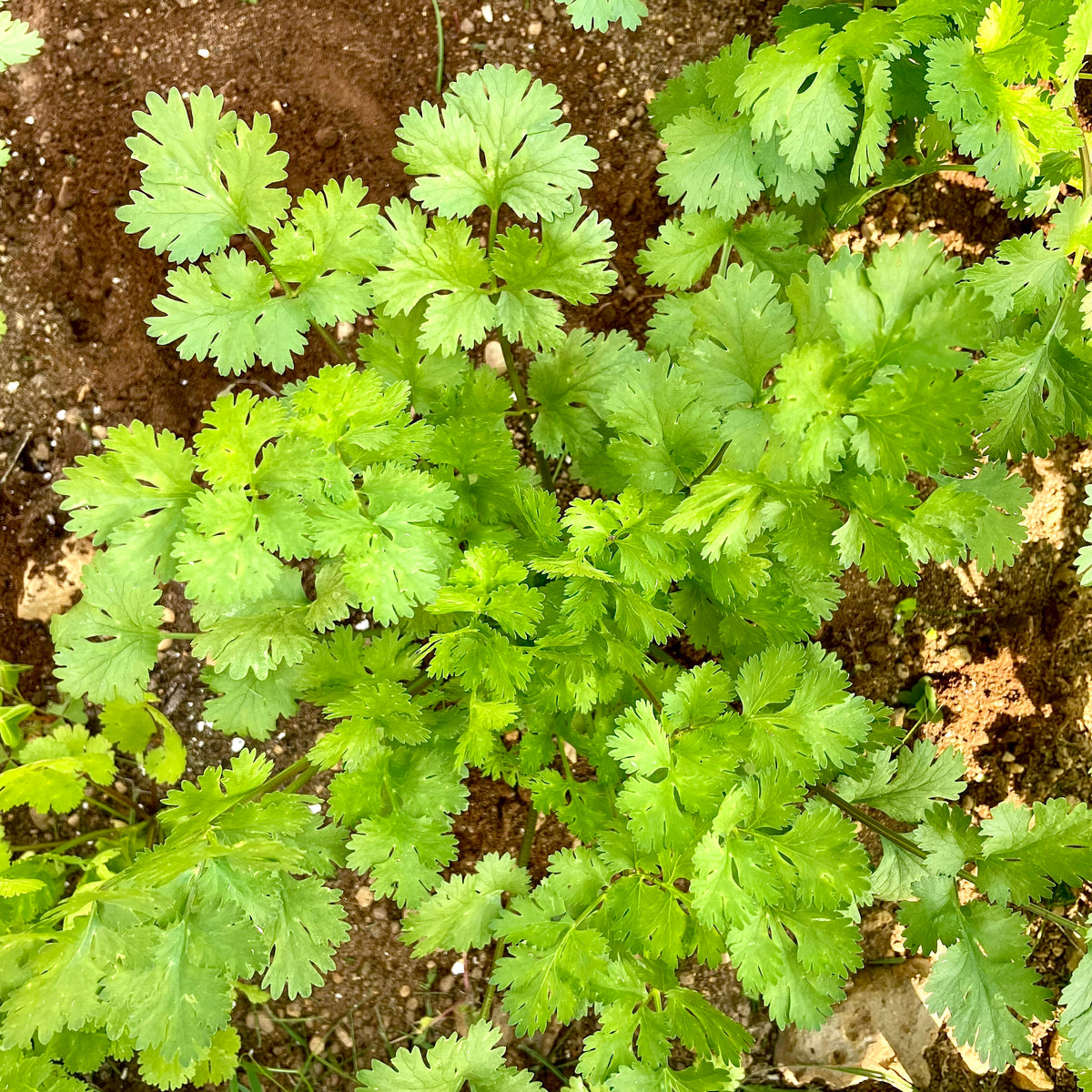 Caribe Cilantro – Revival Seeds