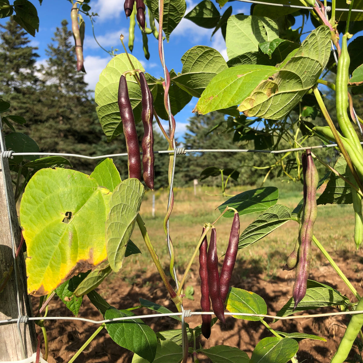 Cherokee Trail of Tears Pole Bean – Revival Seeds