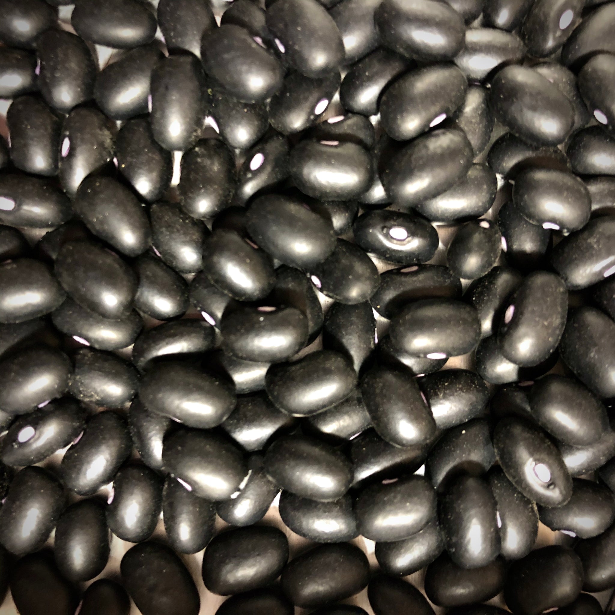 Midnight Black Turtle Dry Pole Bean – Revival Seeds