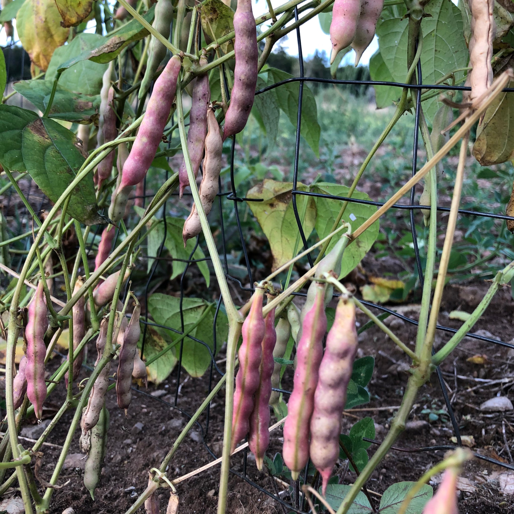 Polish Pole Bean – Revival Seeds