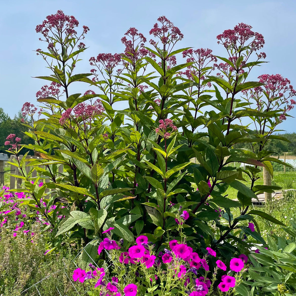 Joe Pye Weed – Revival Seeds