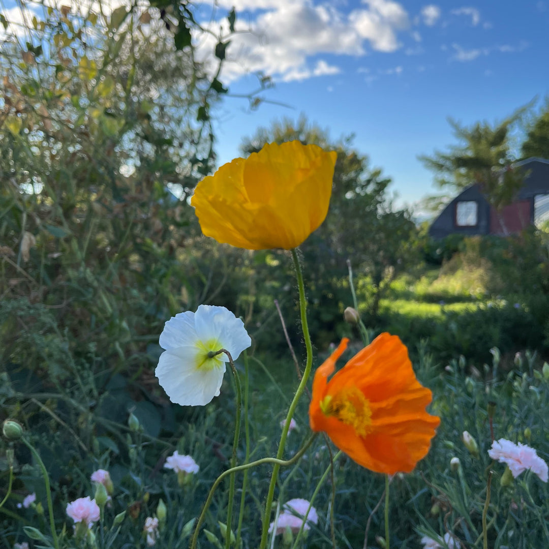 Iceland Poppy – Revival Seeds
