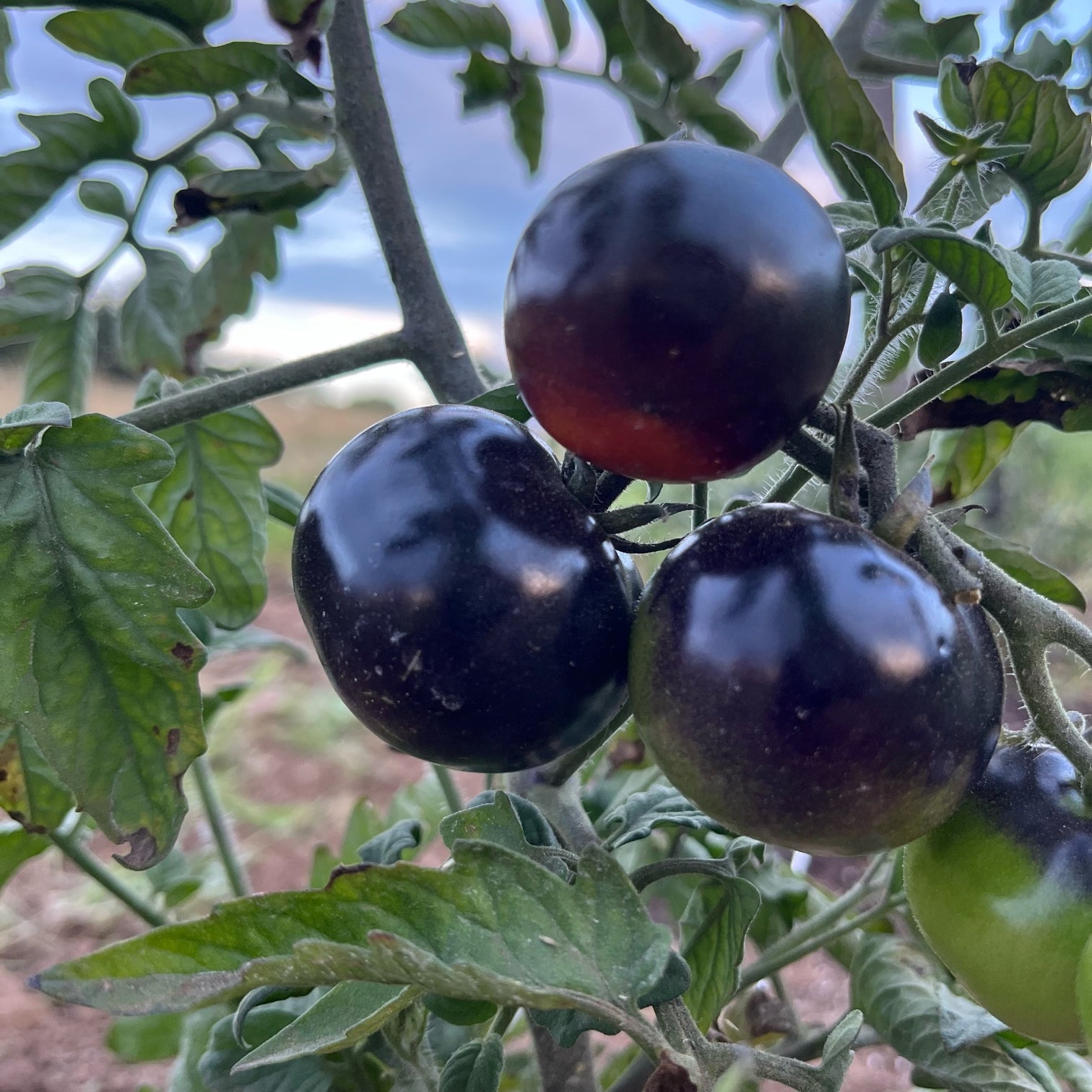Indigo Rose Tomato – Revival Seeds