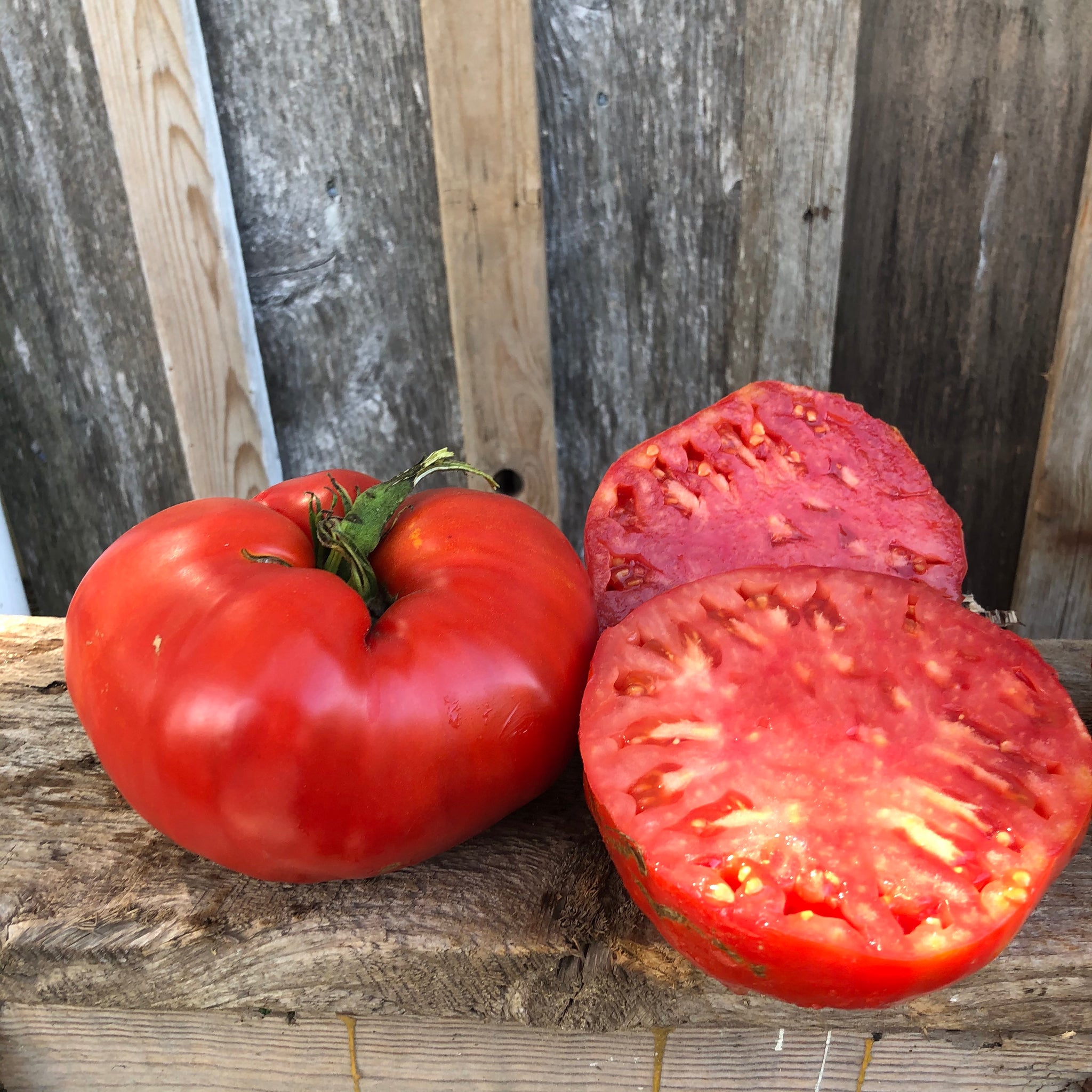 Italian Heirloom Tomato – Revival Seeds