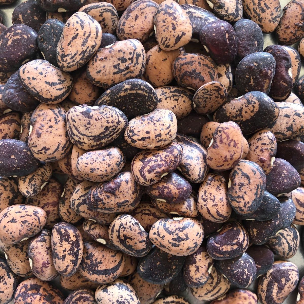 Jackson Wonder Lima Bean – Revival Seeds