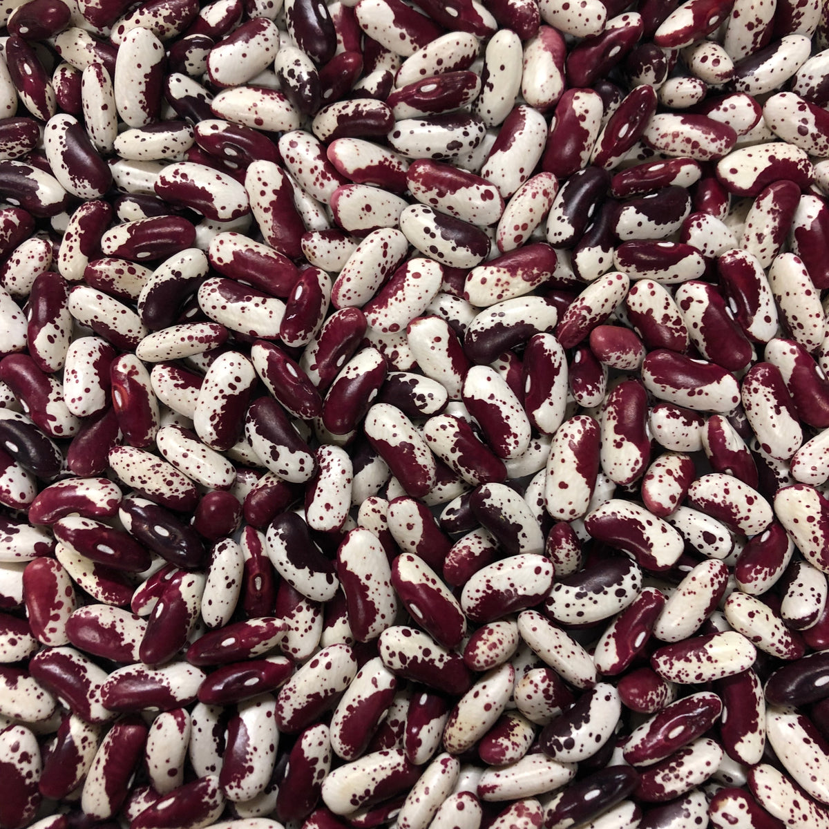 Jacob's Cattle Bush Bean – Revival Seeds