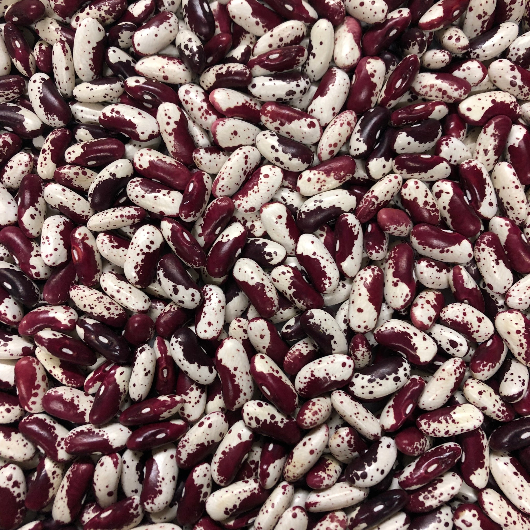 Jacob's Cattle Bush Bean – Revival Seeds