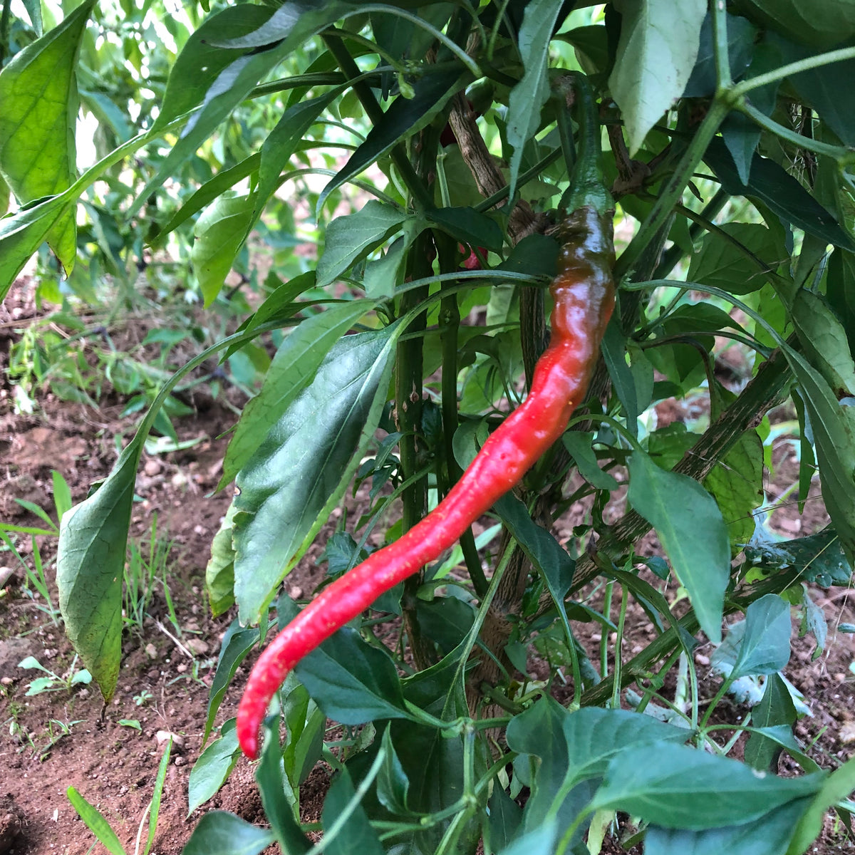 Joe's Long Cayenne Pepper – Revival Seeds