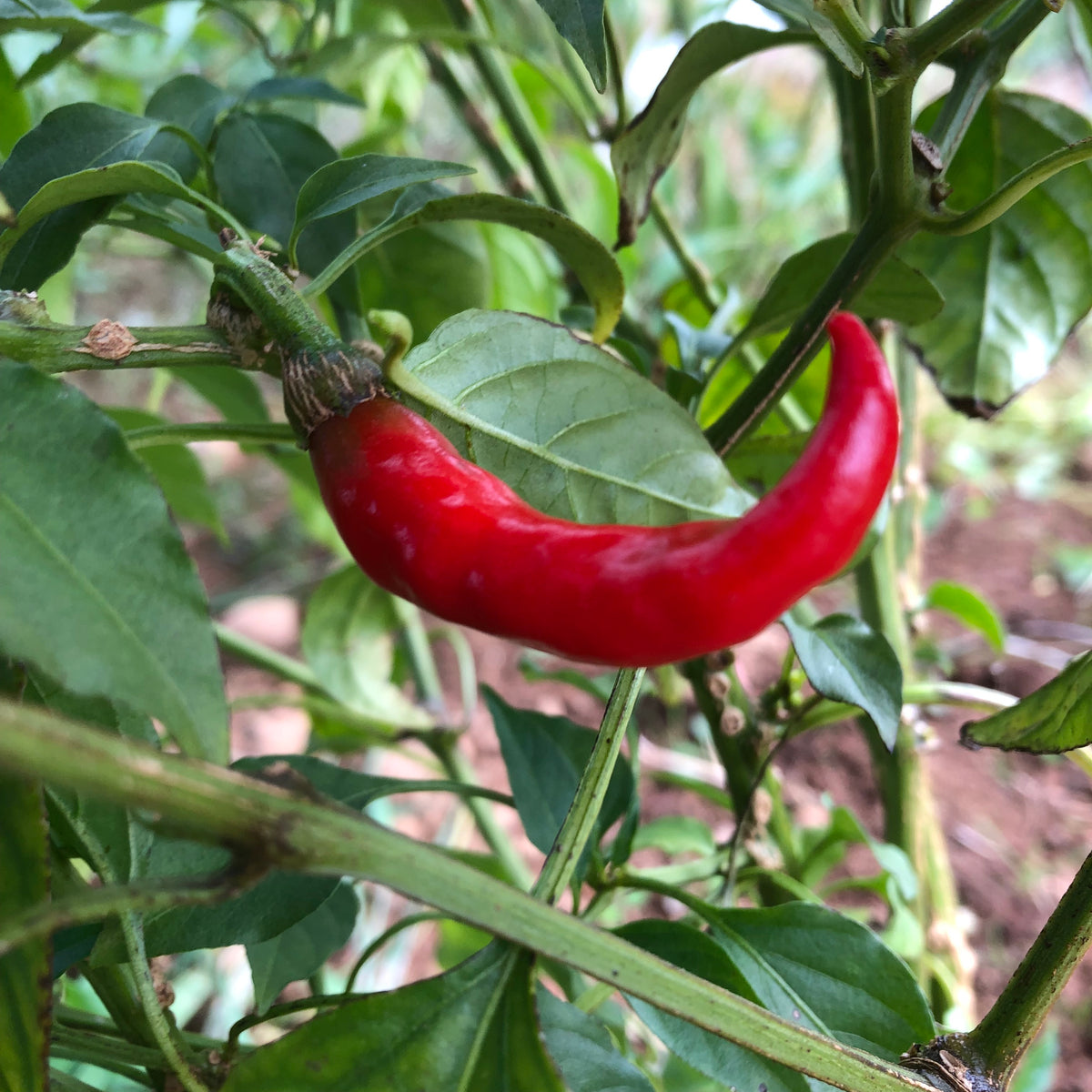 Joe's Long Cayenne Pepper – Revival Seeds